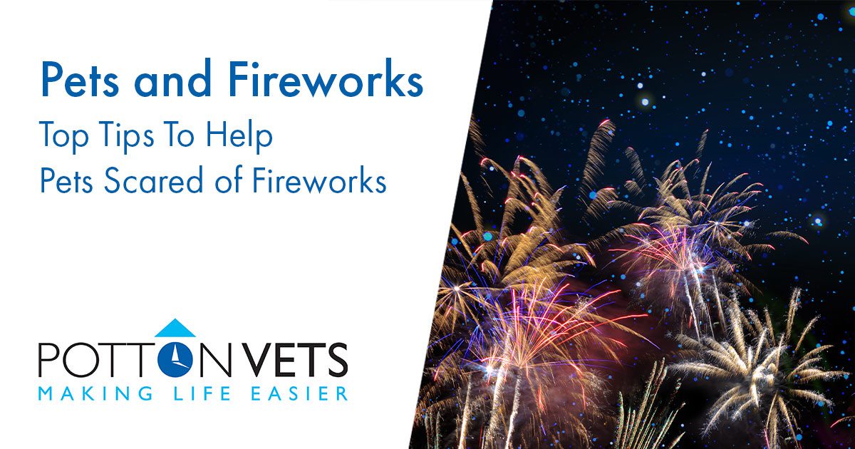 Pets and Fireworks | Top Tips To Help Pets Scared of Fireworks