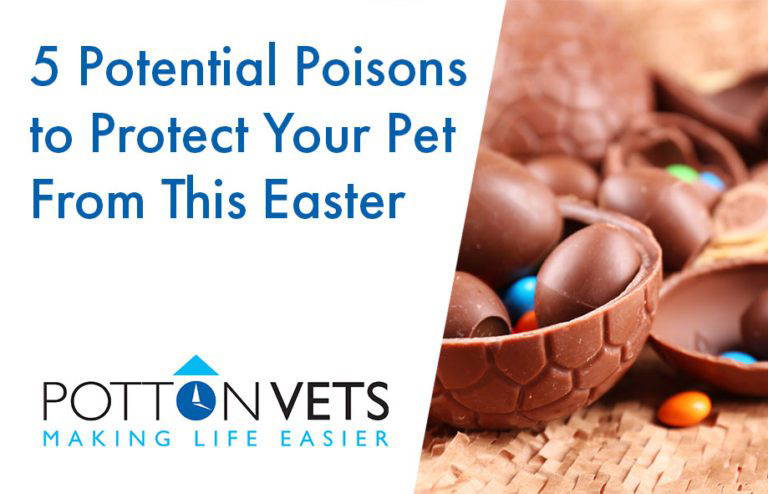 Independent Potton Vet Practice | Potton Vets | 01767 260007