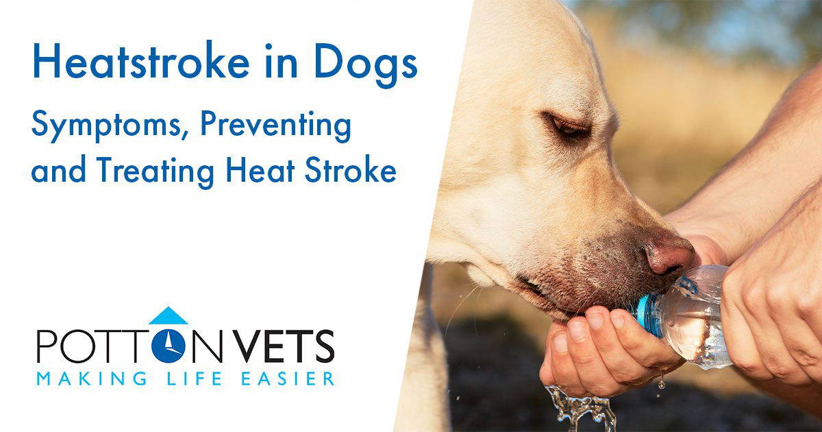 Heatstroke in Dogs | Symptoms, Preventing and Treating Heat Stroke