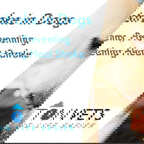 Useful pet advice and news from local vet Potton Vets