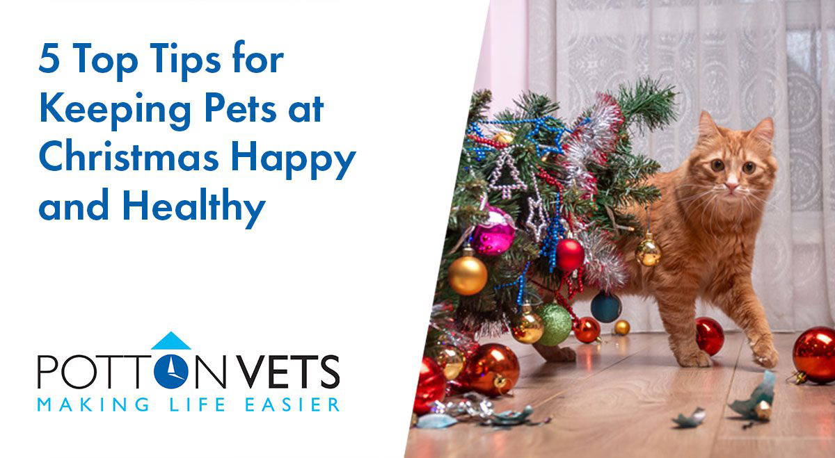 5 Top Tips for Keeping Pets at Christmas Happy and Healthy
