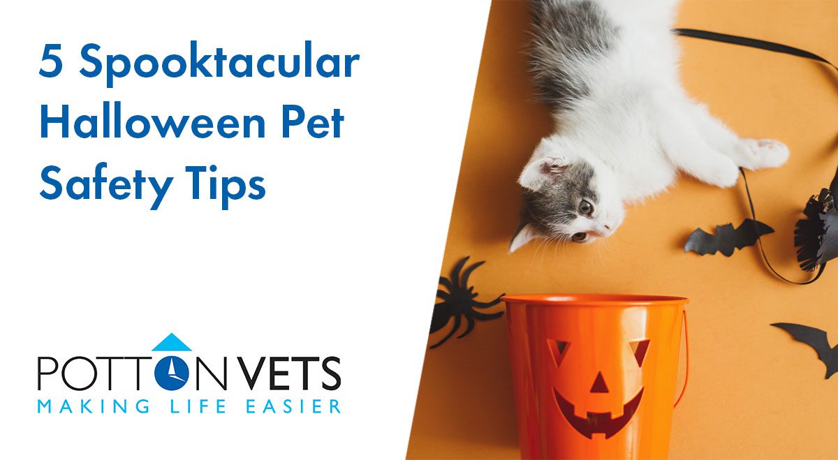 5 Spooktacular Halloween Pet Safety Tips - Potton Veterinary Surgery