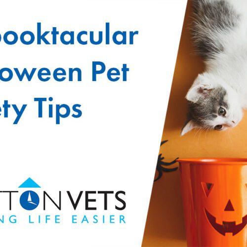 Useful pet advice and news from local vet Potton Vets