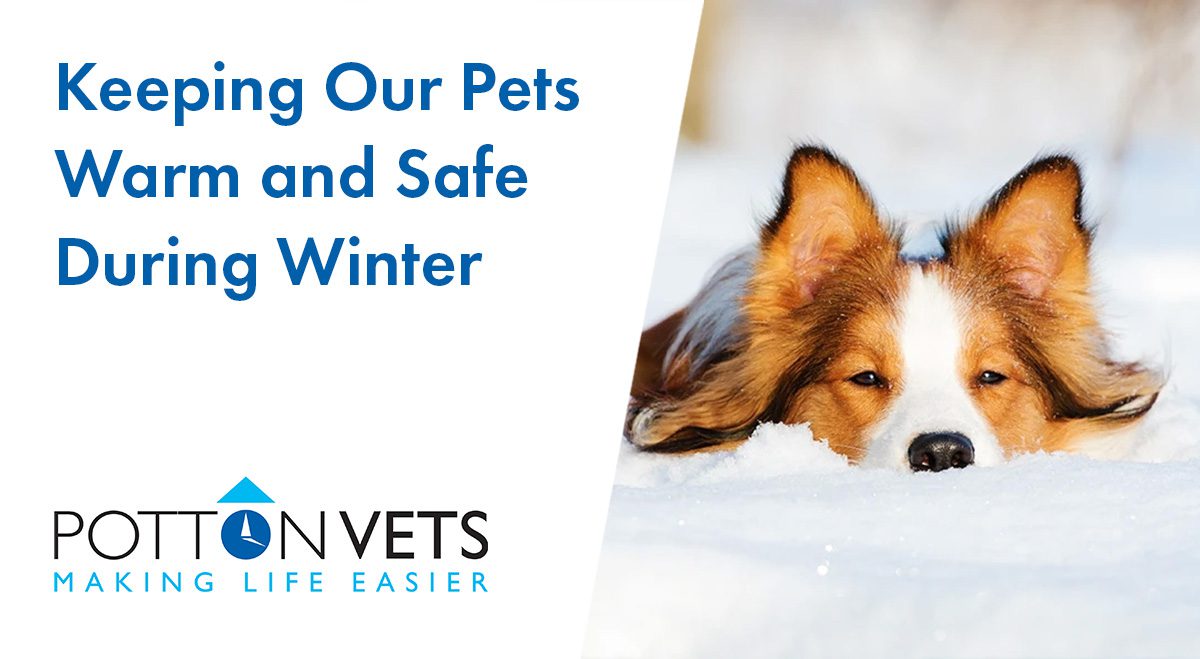Let’s Get Snuggly! Keeping Our Pets Warm and Safe During Winter ...