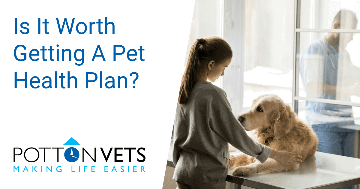 Is It Worth Getting A Pet Health Plan | Potton Veterinary Surgery