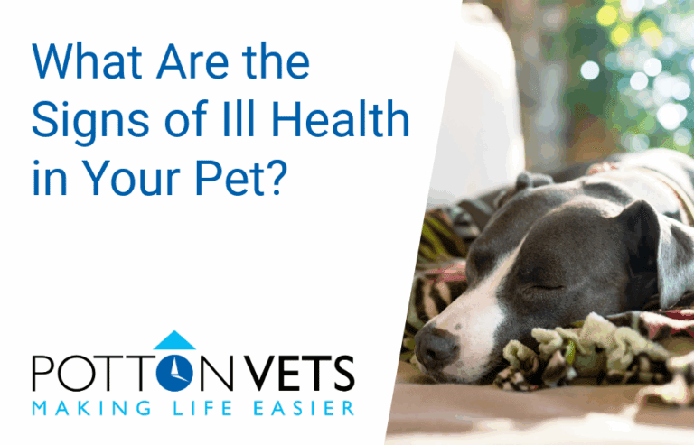 Independent Potton Vet Practice | Potton Vets | 01767 260007